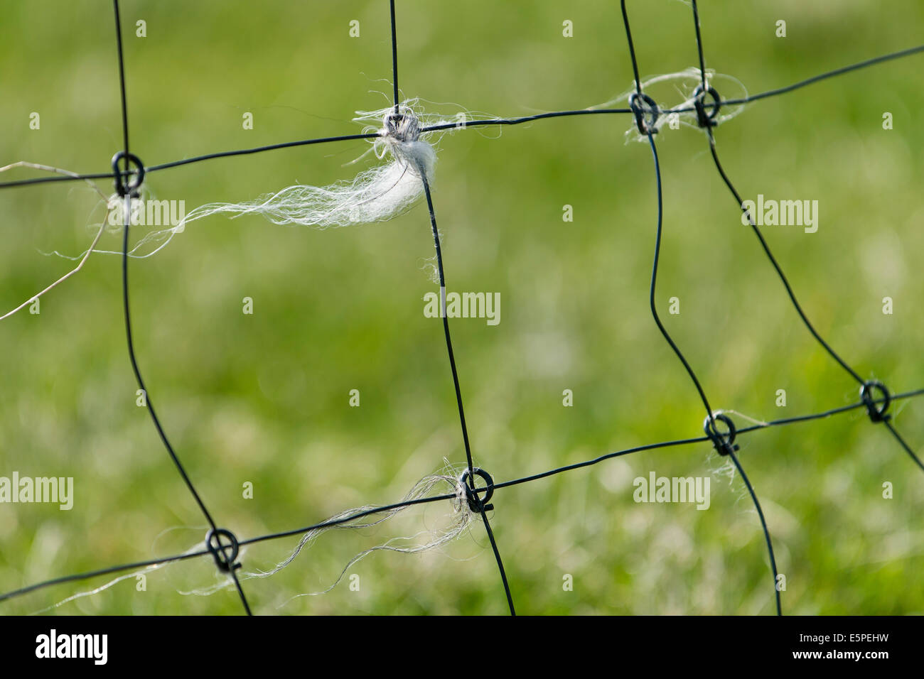 Wool sheeps hi-res stock photography and images - Alamy