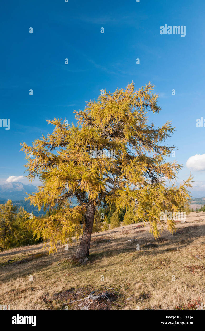 Larch tree hi-res stock photography and images - Alamy
