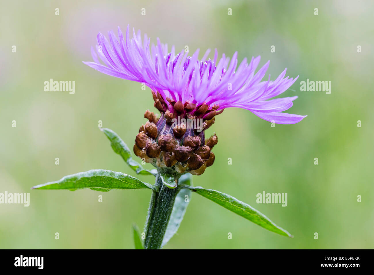 Cornflower (Centaurea cyanus), Hesse, Germany Stock Photo - Alamy