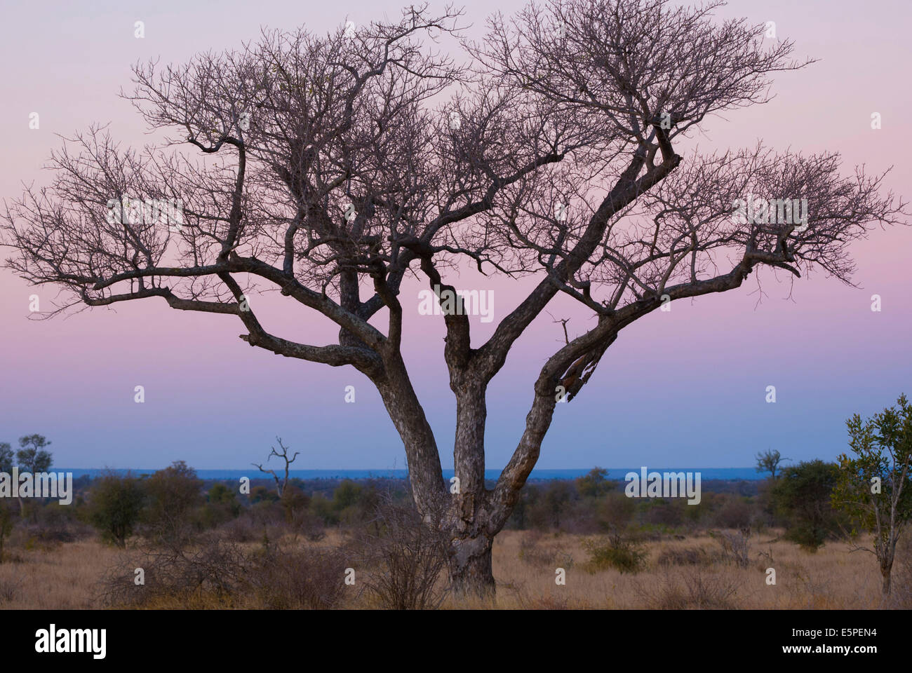 Dead tree at dusk, Kruger National Park, South Africa Stock Photo - Alamy