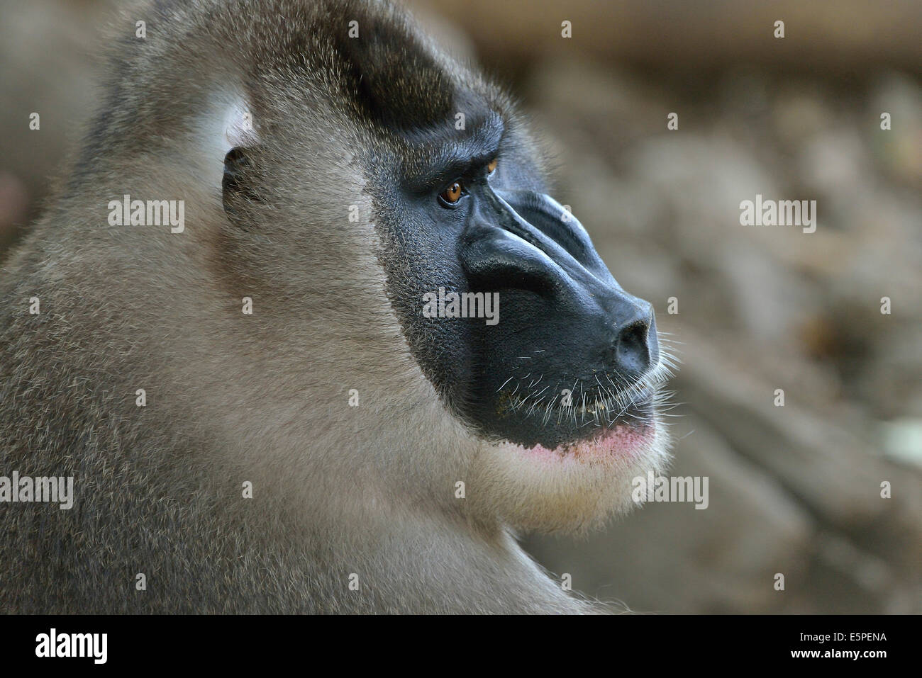Side view of mandrill hi-res stock photography and images - Alamy