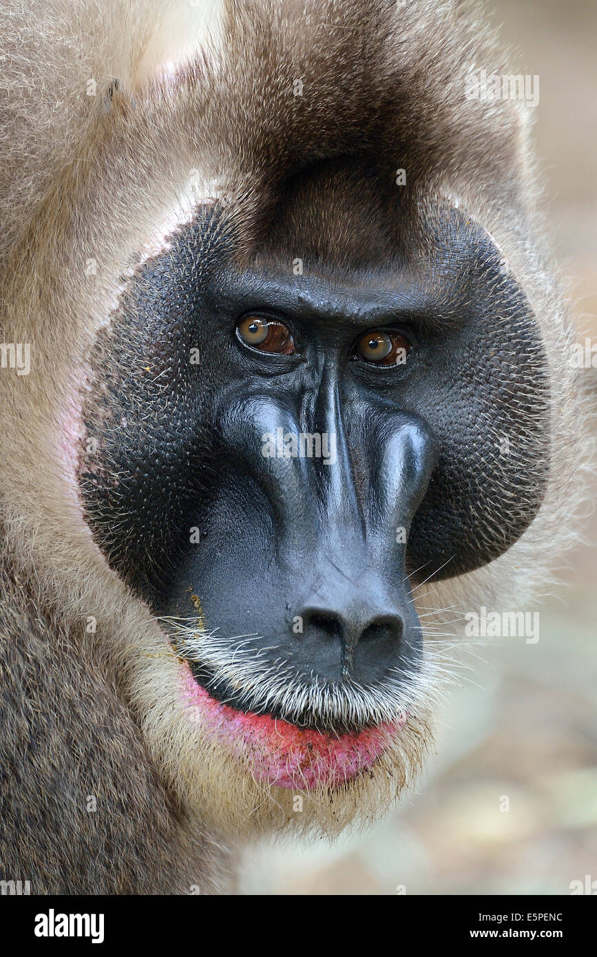 Drill animal hi-res stock photography and images - Alamy