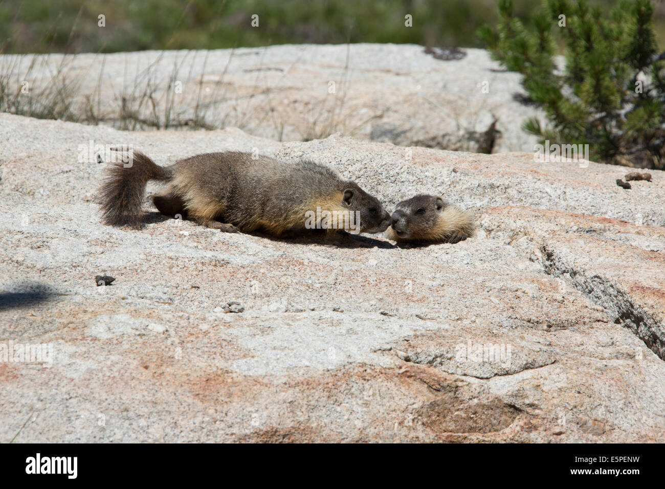 Yellow-bellied marmots (Marmota flaviventris), Yosemite National Park ...