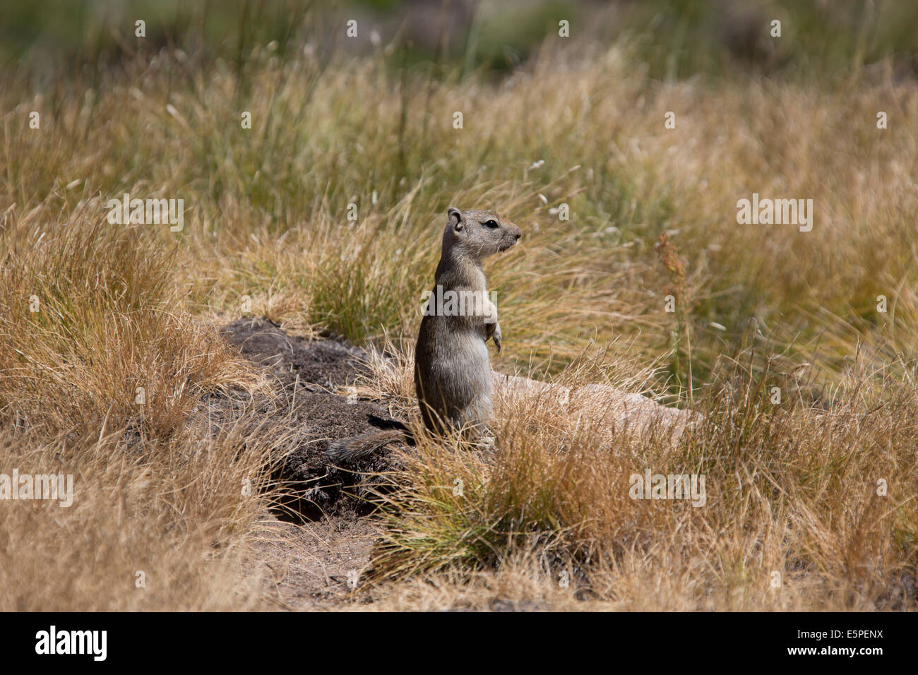 Belding's Ground Squirrel (Spermophilus beldingi), Yosemite National ...