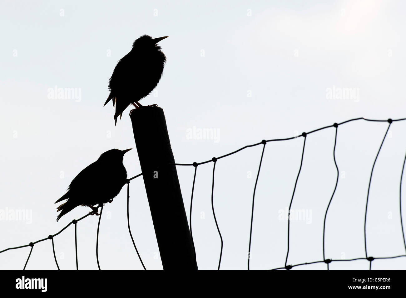 Faroe Starlings (Sturnus vulgaris faroensis) perched a fence, Suðuroy ...