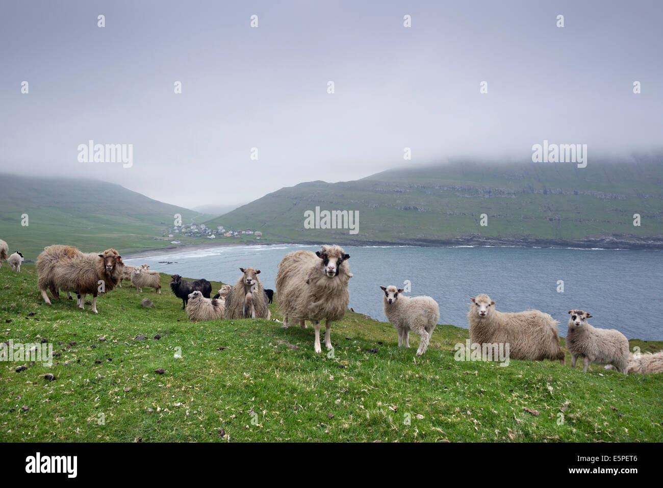 Sheep, Sandoy, Faroe Islands, Denmark Stock Photo - Alamy