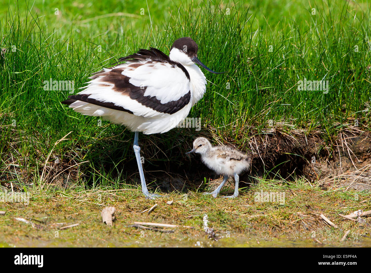 Pied Avocet (Recurvirostra avosetta) with chick, Texel, province of ...