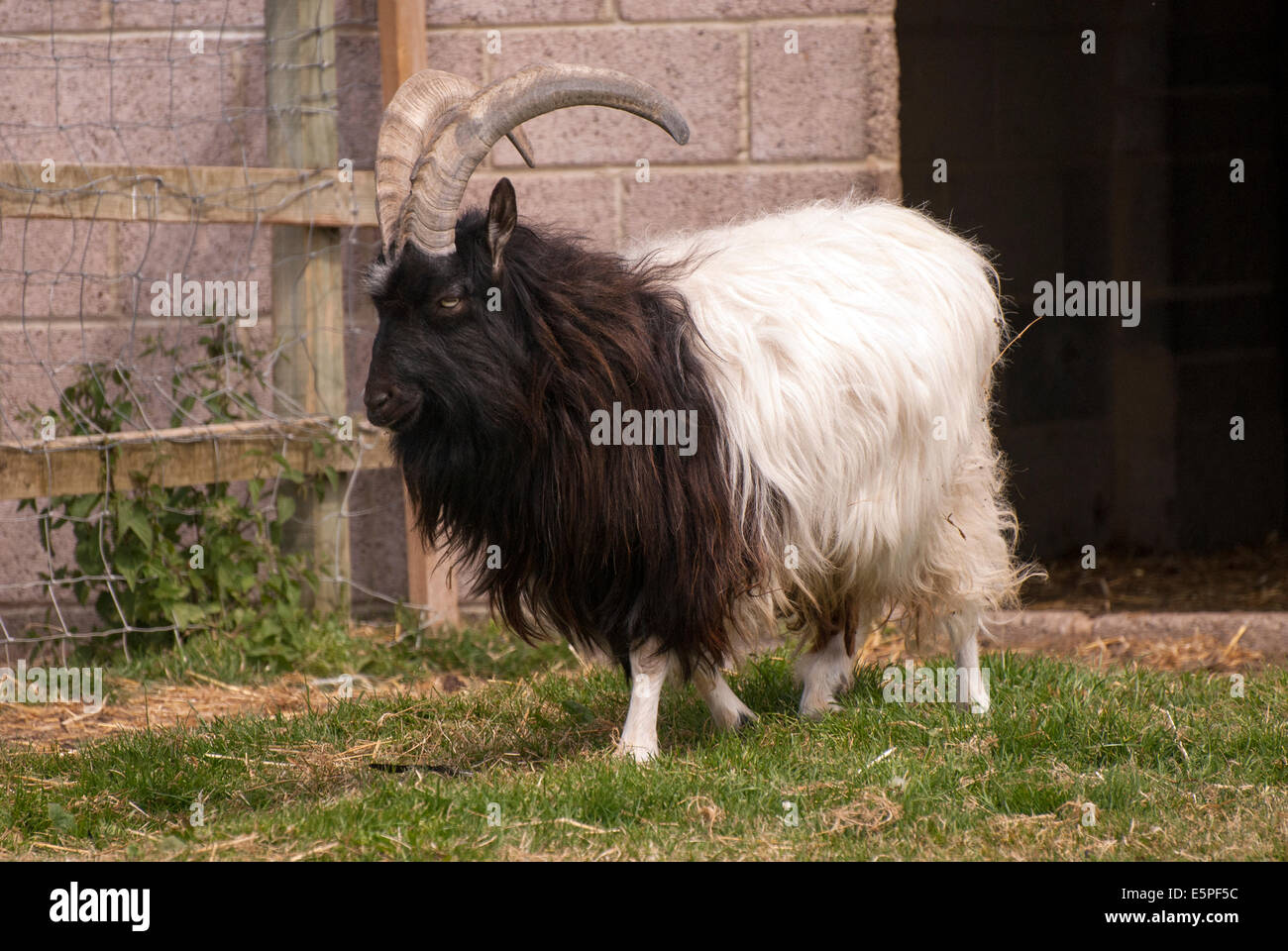 Bagot goat hi-res stock photography and images - Alamy