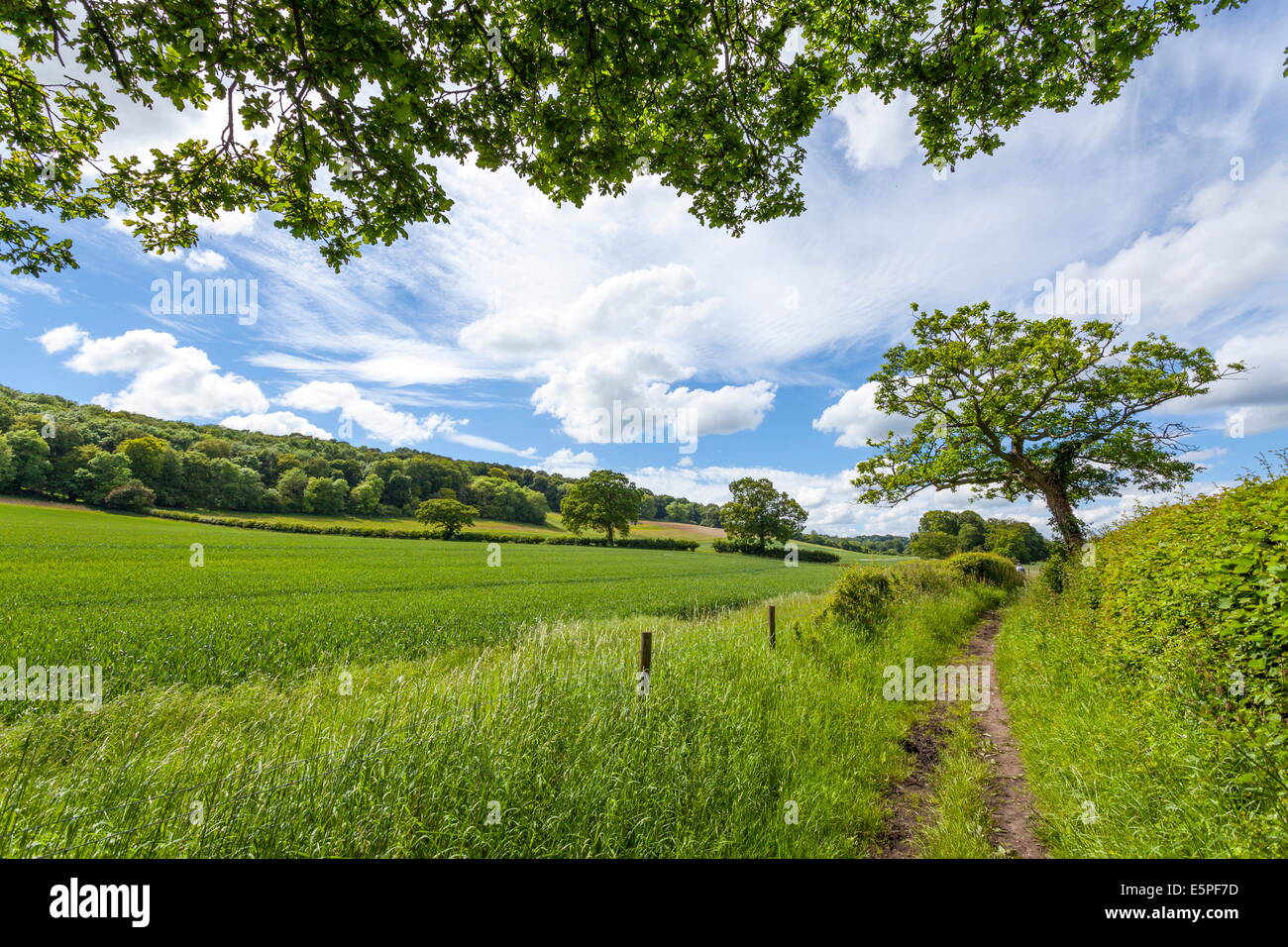 A beautiful day along the Chiltern Walk, The Chilterns, Buckinghamshire ...