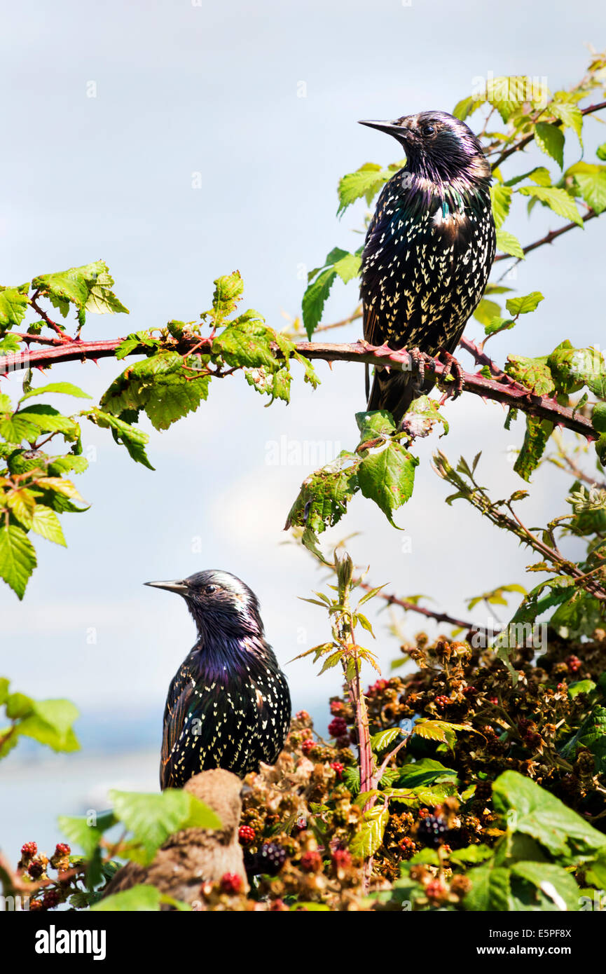Sturnidae hi-res stock photography and images - Alamy