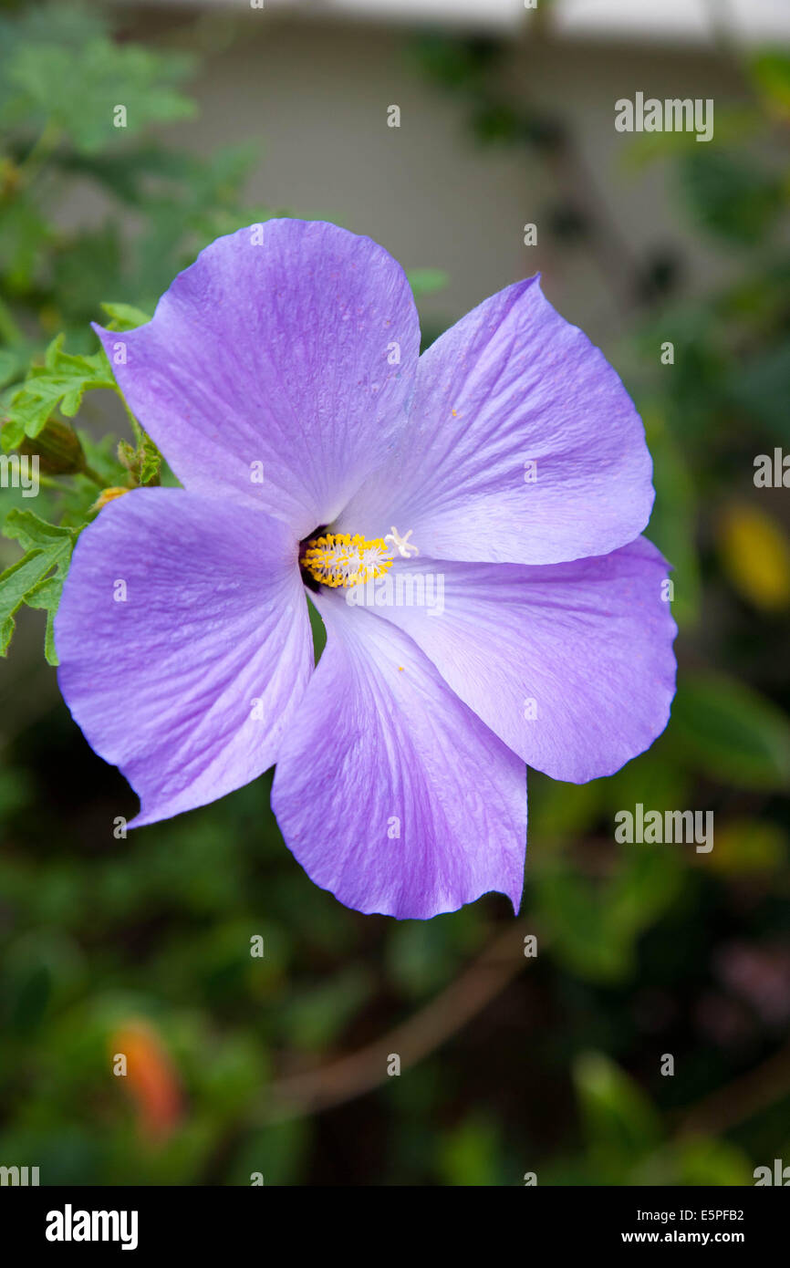 Alyogyne hi-res stock photography and images - Alamy