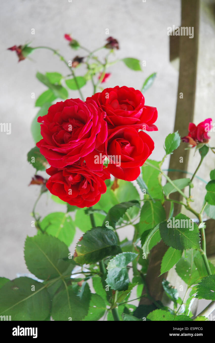 Bouquet four red roses hi-res stock photography and images - Alamy