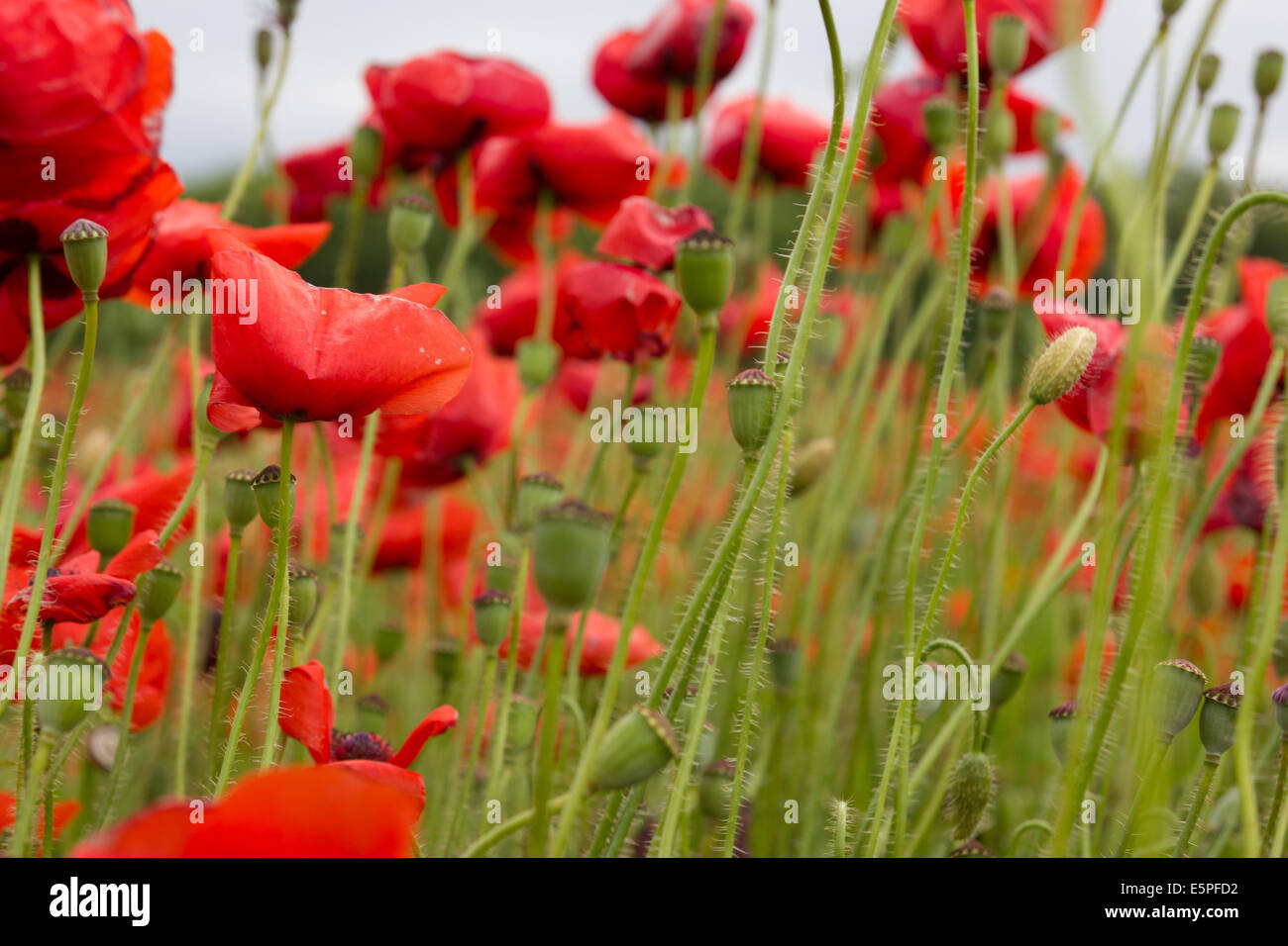 Red wild flowers with buds in colourful green field Stock Photo - Alamy