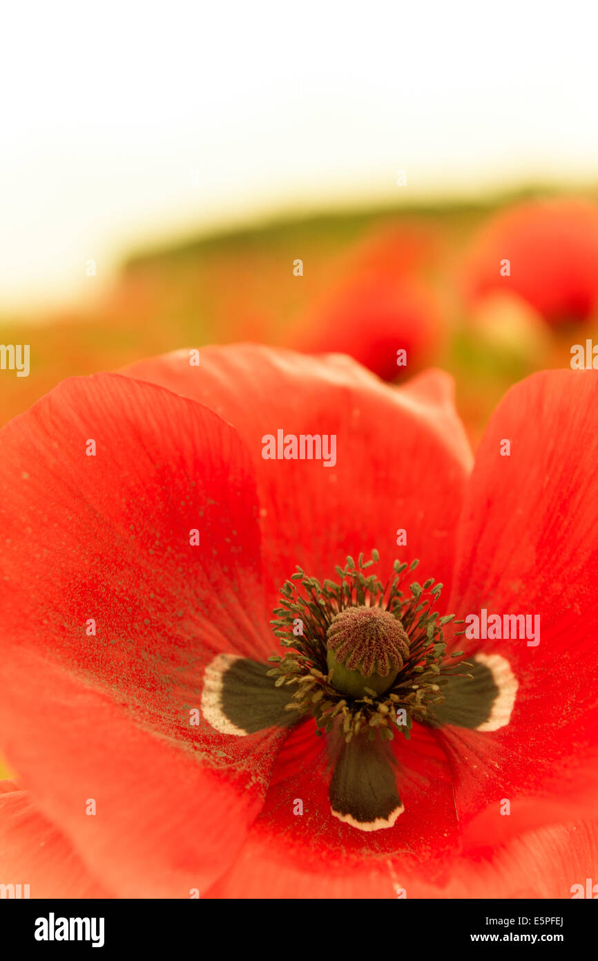Single red flower in macro top view illuminated Stock Photo - Alamy