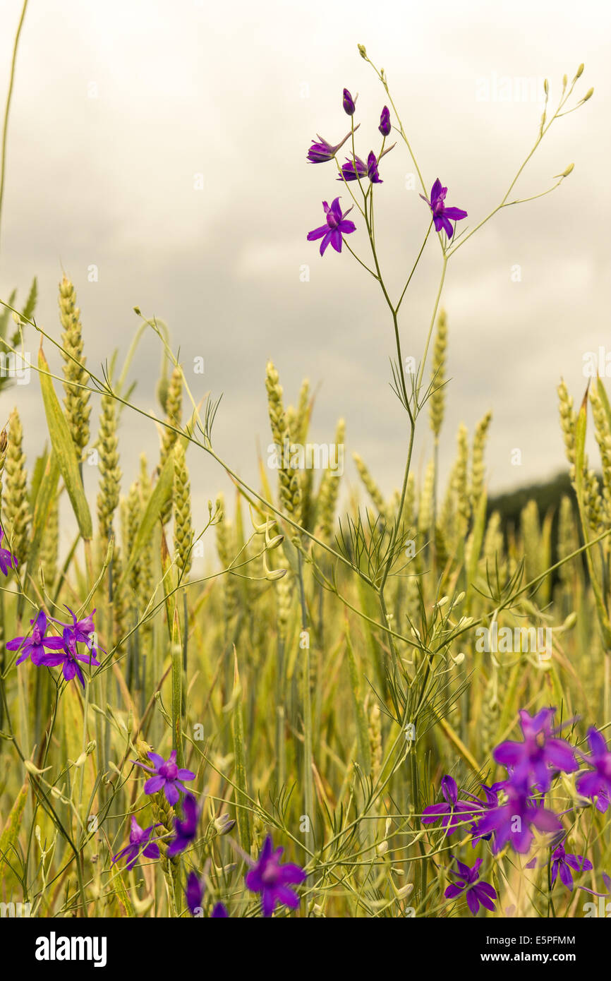 Wheat with violet flowers at dusk landscape Stock Photo - Alamy