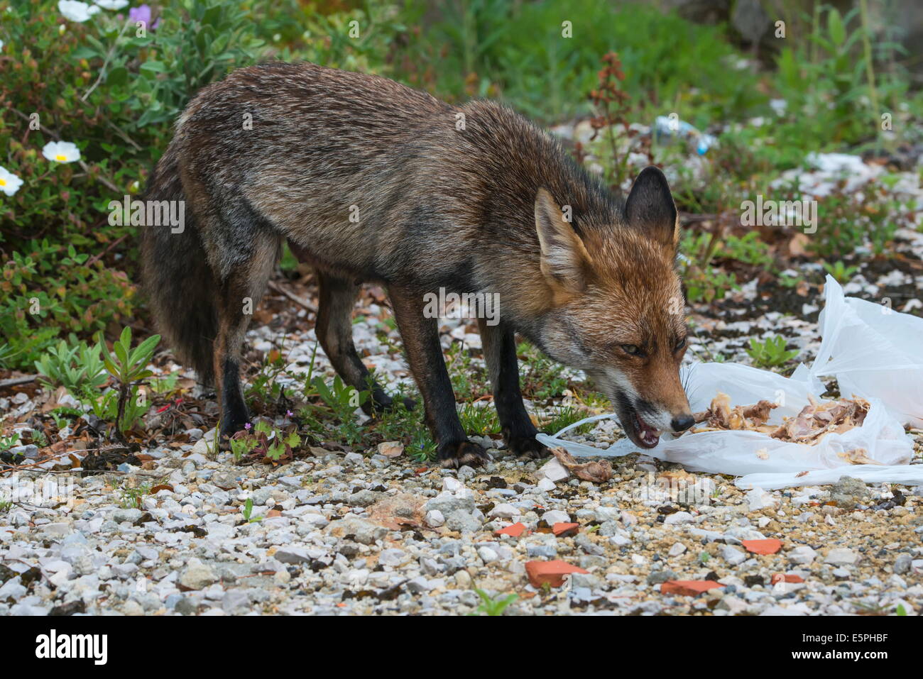 European Red Fox (Vulpes vulpes) feeding on trash left by people ...