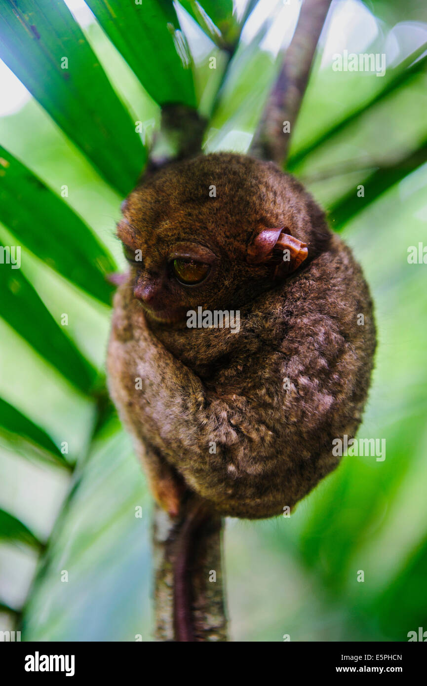 Cute philippines tarsier carlito syrichta hi-res stock photography and ...