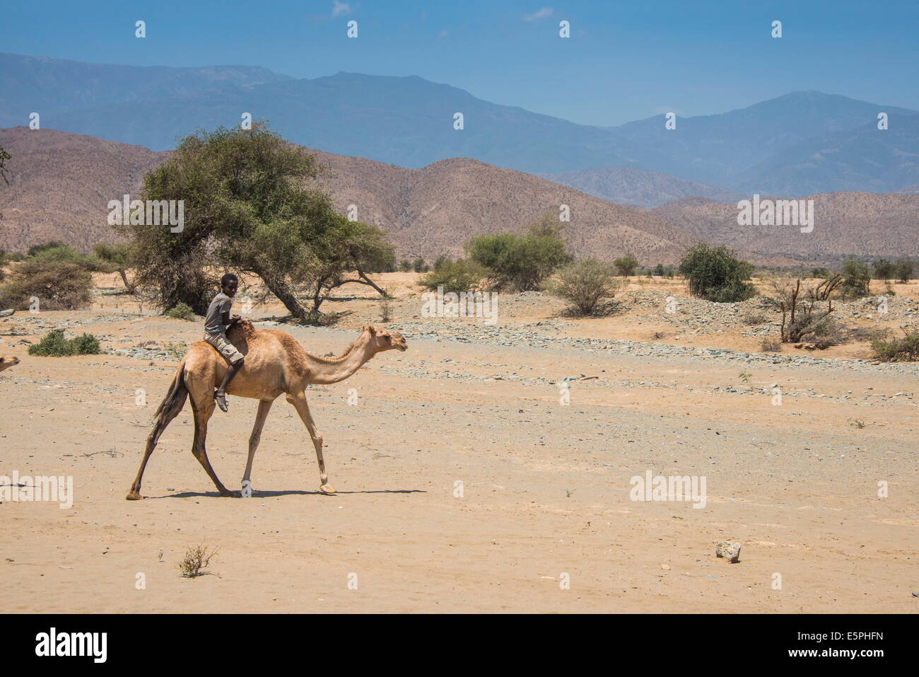Boy riding on a camel in the lowlands of Eritrea, Africa Stock Photo ...