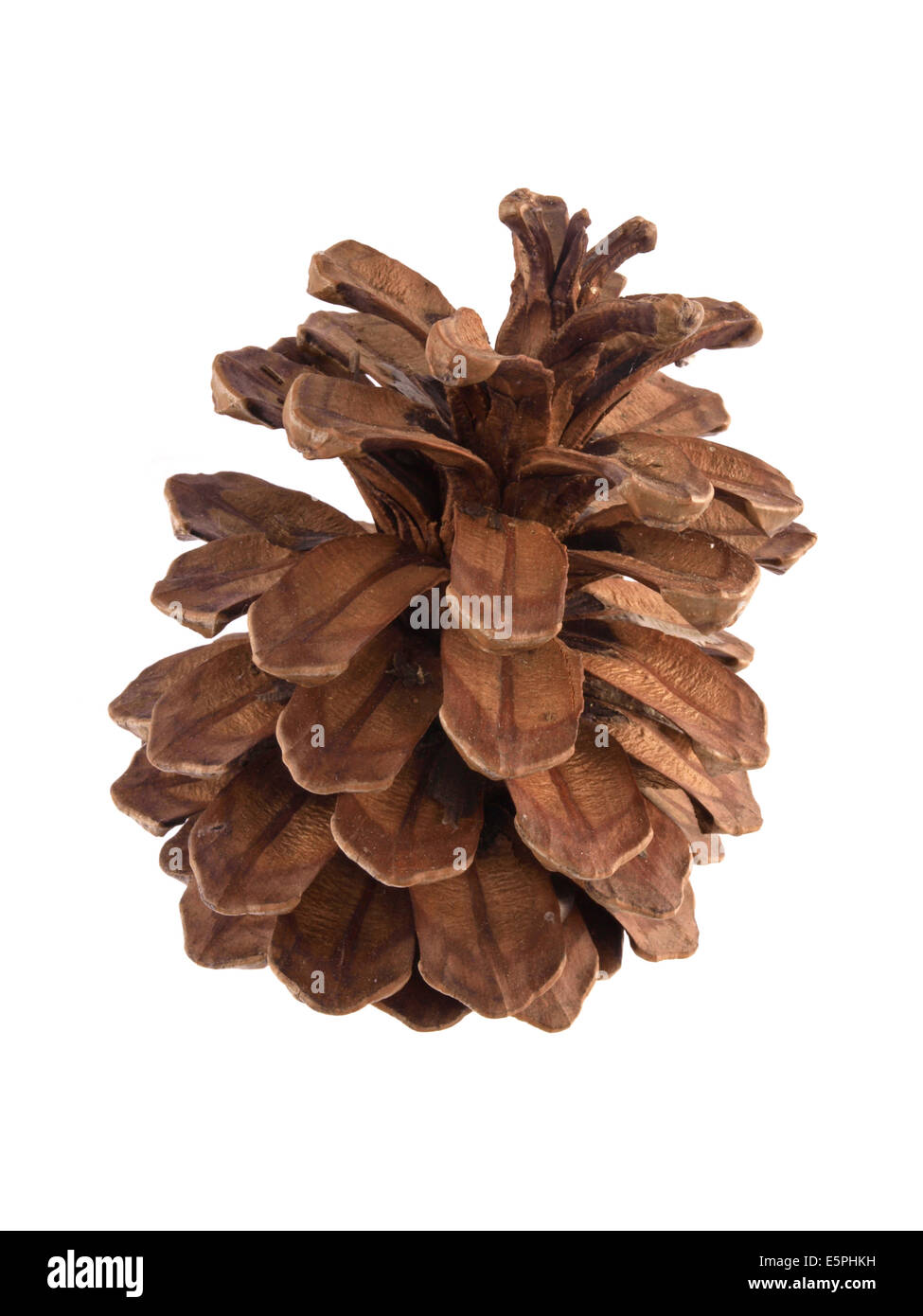 Fir cone hi-res stock photography and images - Alamy