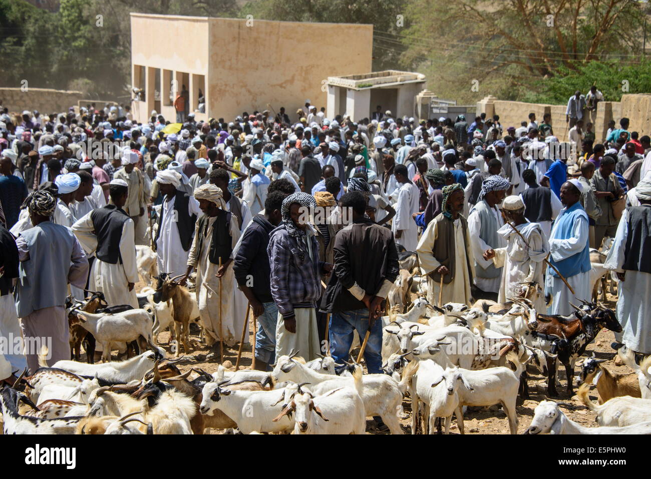 The Monday animal market of Keren, Eritrea, Africa Stock Photo - Alamy