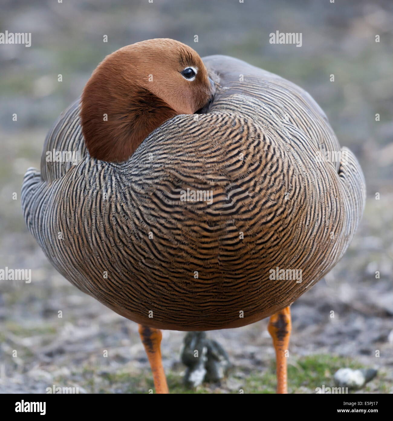 Ruddy-headed goose (Chloephaga rubidiceps), Sea Lion Island, Falkland ...