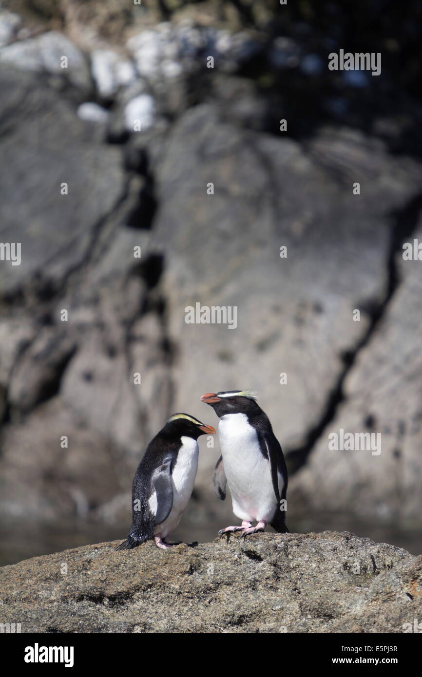 Tawaki penguins new zealand hi-res stock photography and images - Alamy