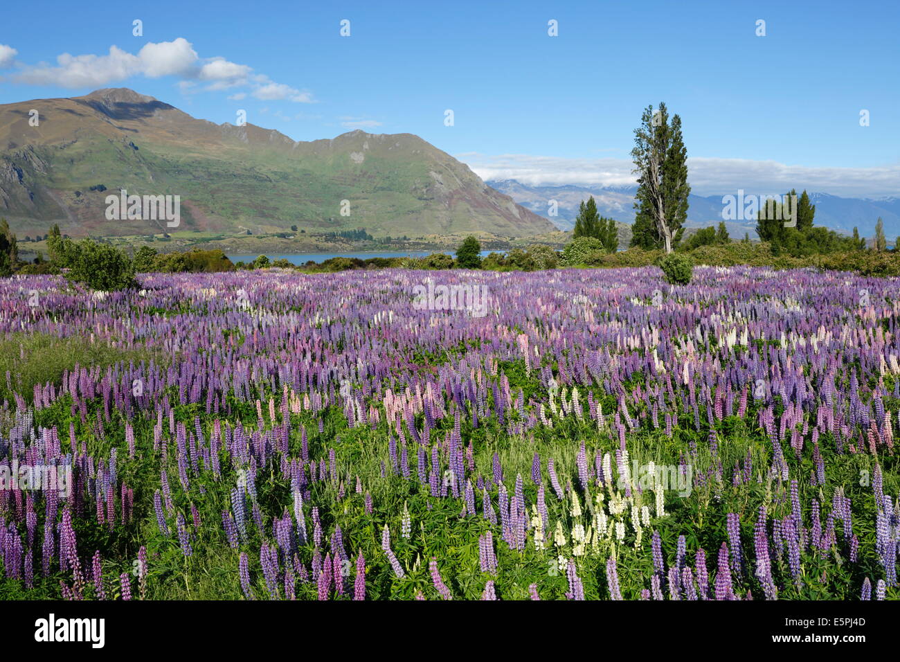 Growth point hi-res stock photography and images - Alamy