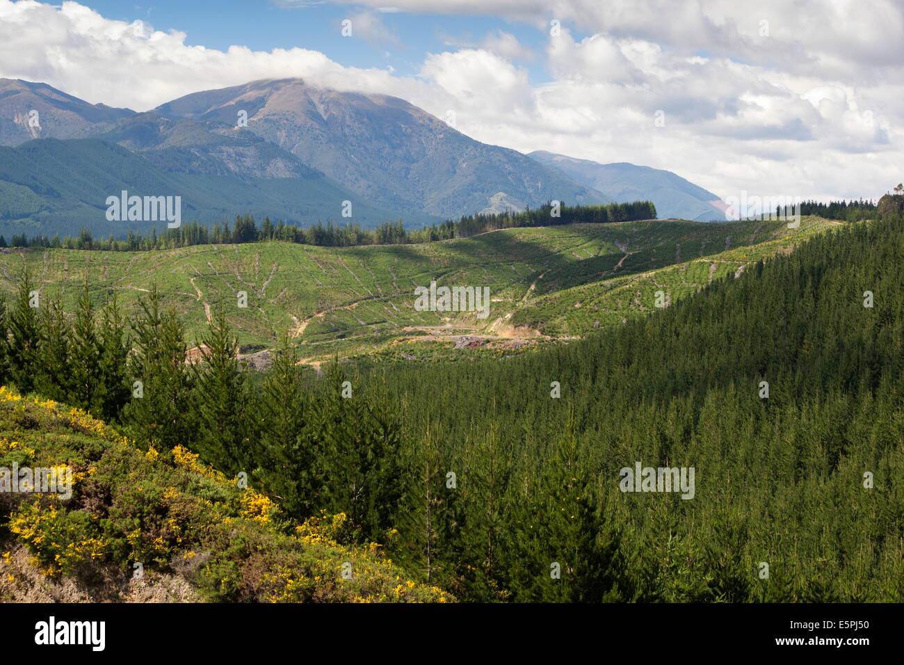 Pine plantation for logging industry, near Nelson, South Island, New ...