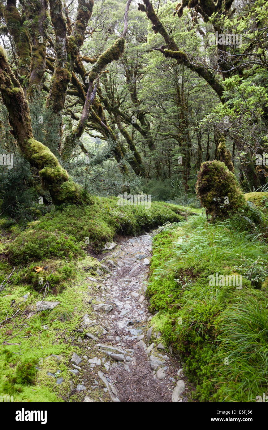 Fiordland forest moss hi-res stock photography and images - Alamy