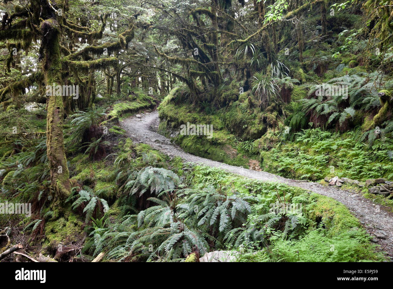 Ferns and moss in forest near Lake Mackenzie, Routeburn Track ...
