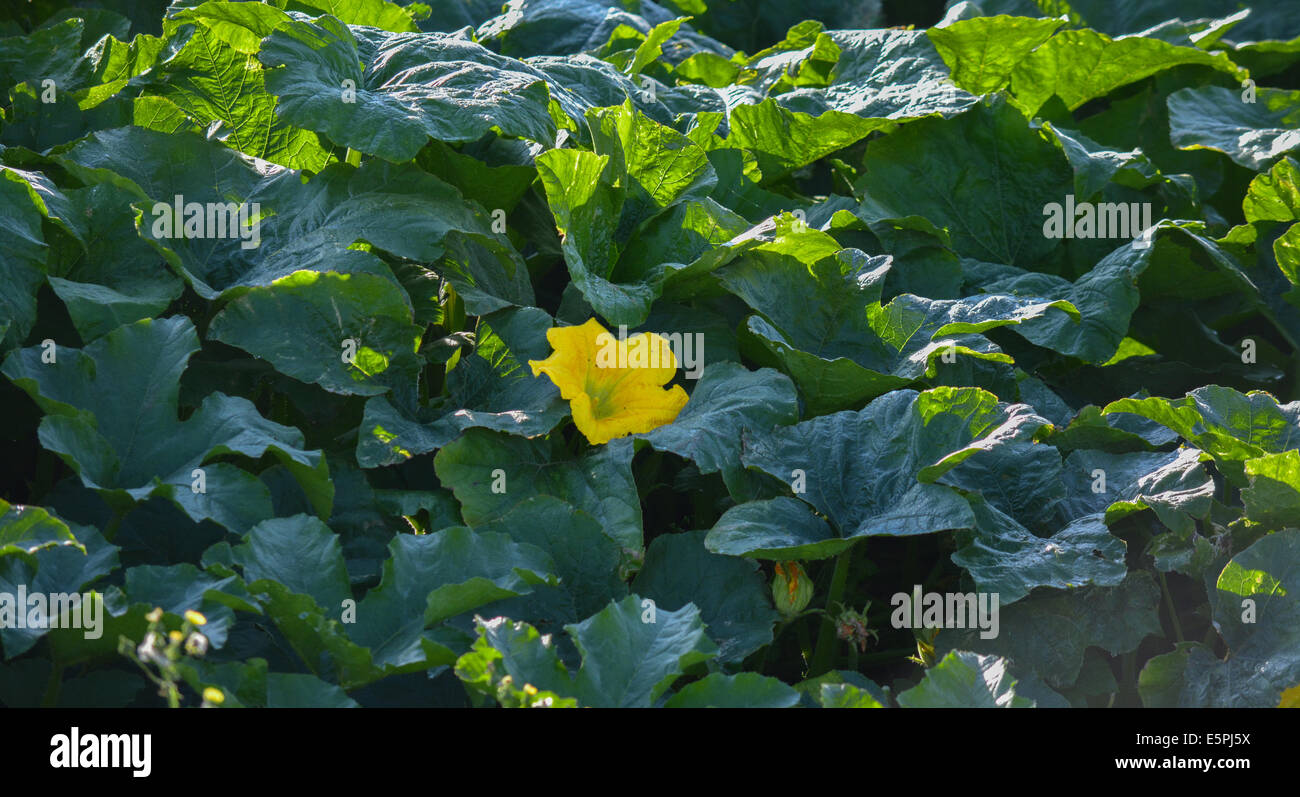 Growing marrows hi-res stock photography and images - Alamy