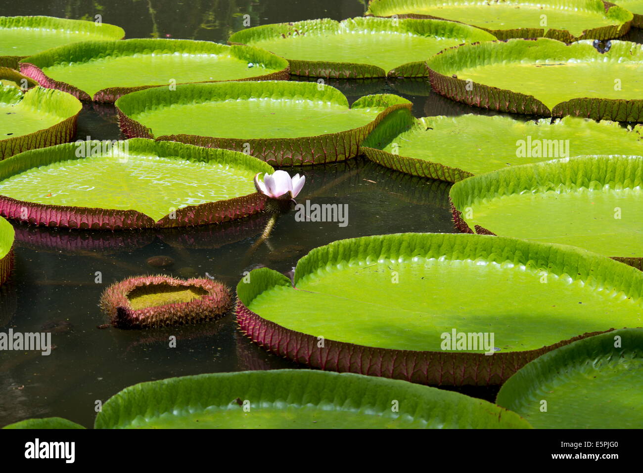 Victoria amazonica giant water lily hi-res stock photography and images ...