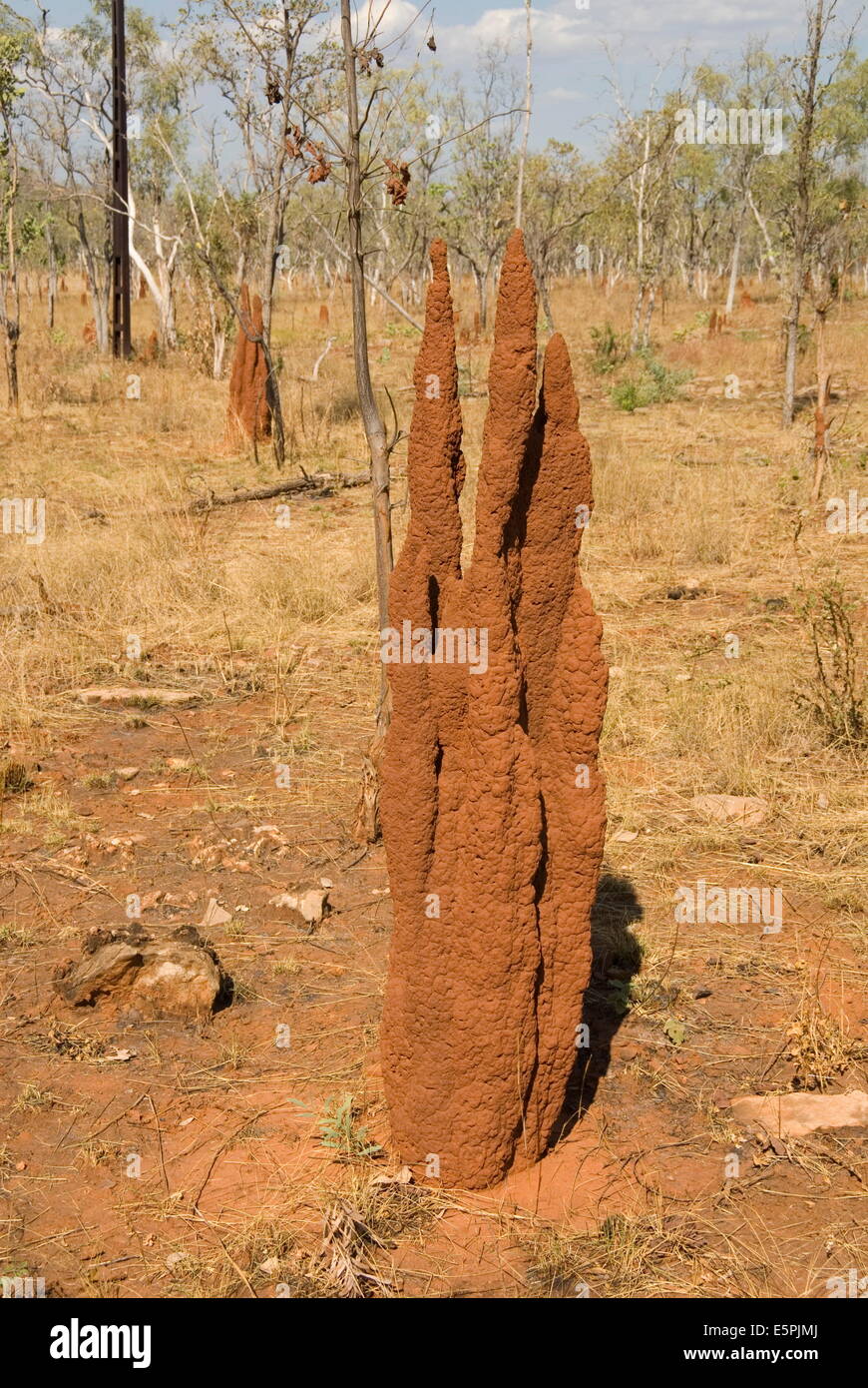 Termite hills hi-res stock photography and images - Alamy