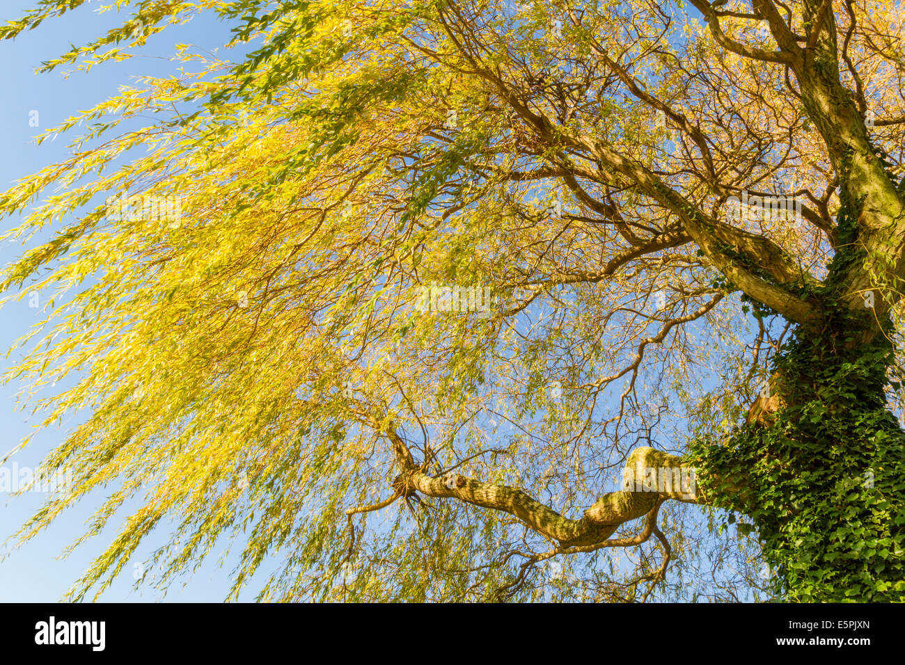 Weeping willow tree hi-res stock photography and images - Alamy
