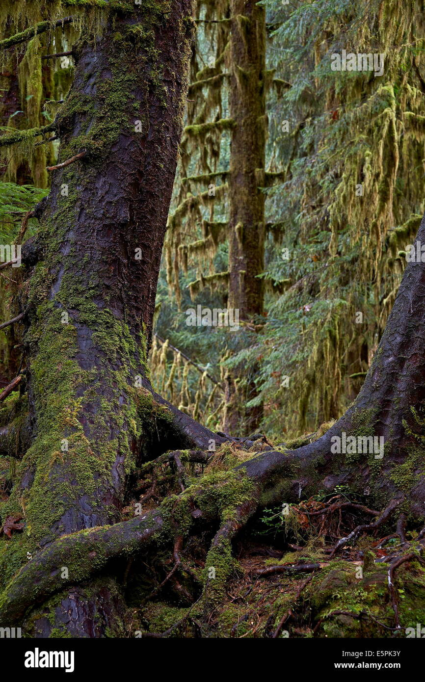 Moss-covered tree trunks in the rainforest, Olympic National Park ...