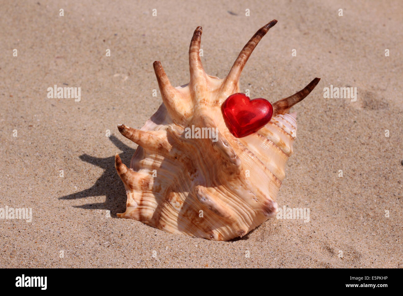 Red conch shell hi-res stock photography and images - Alamy