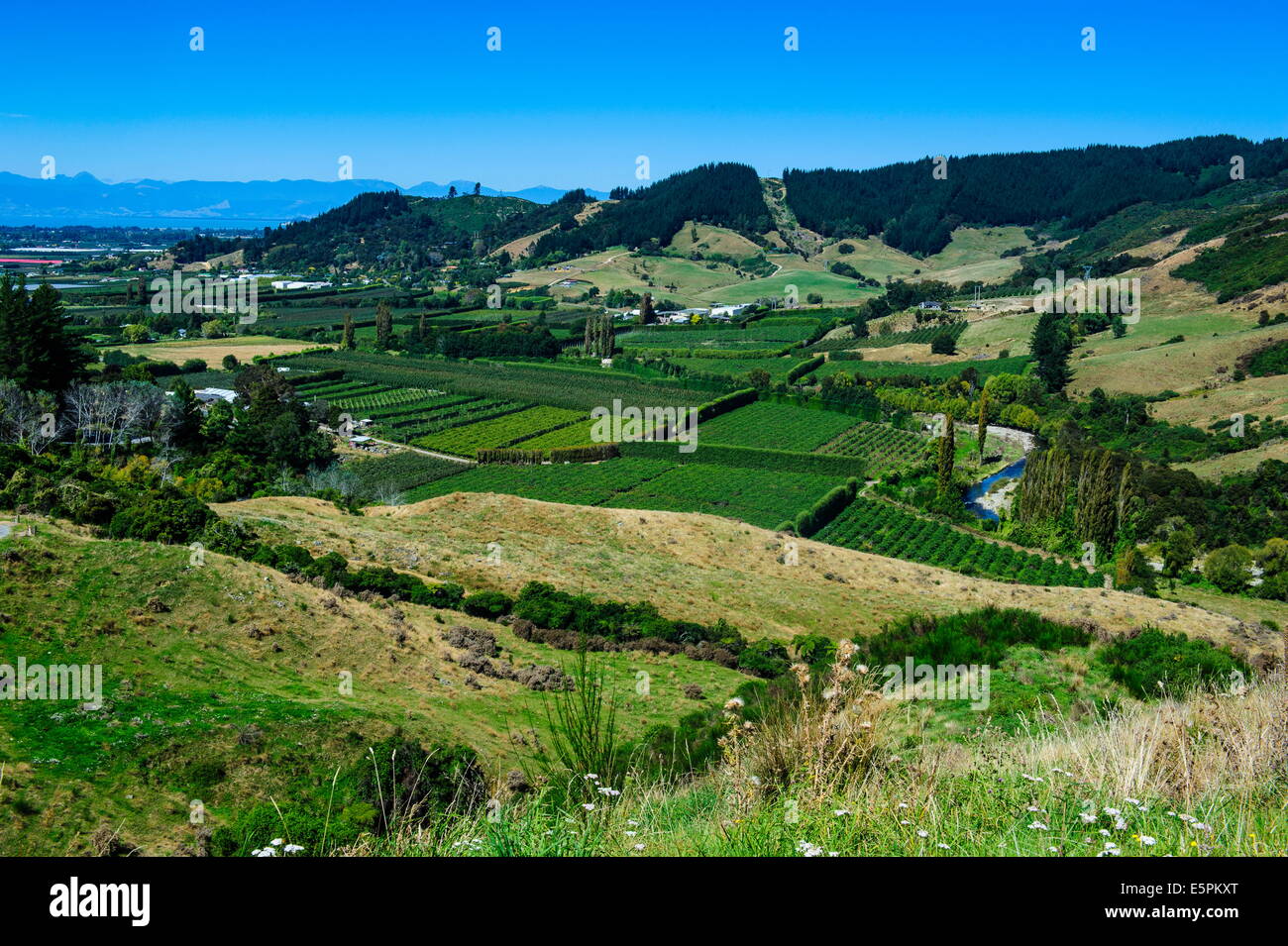 View over the lush valley of the Kahurangi National Park, South Island ...