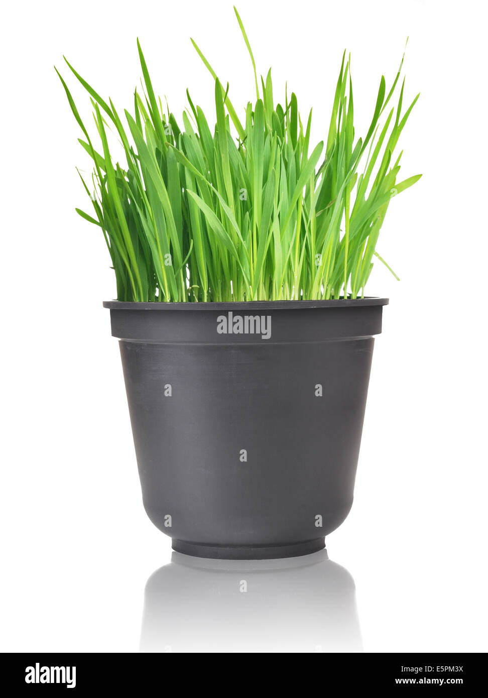 Grass pot isolated on hi-res stock photography and images - Alamy