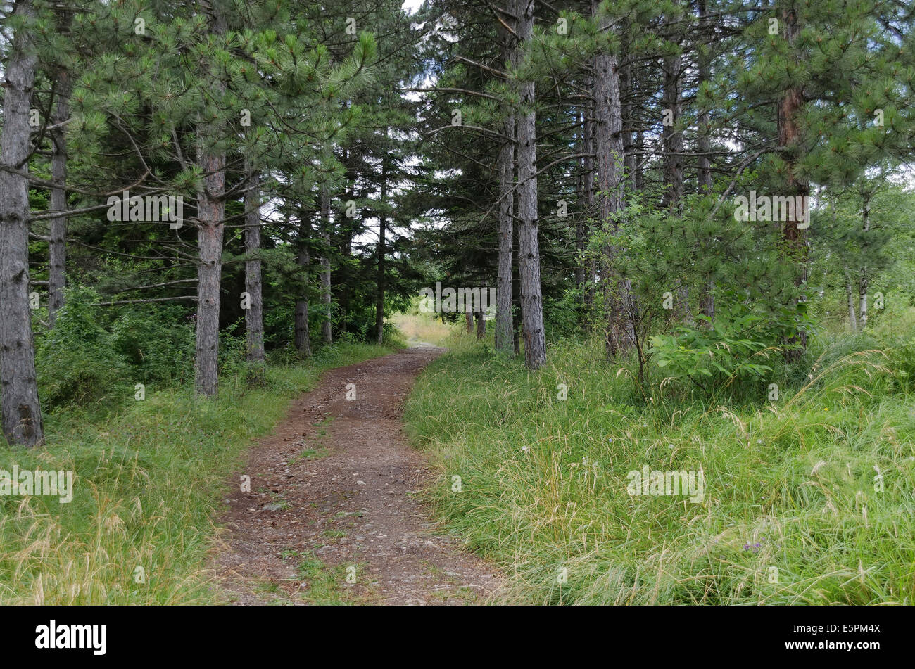Calm forest hi-res stock photography and images - Alamy