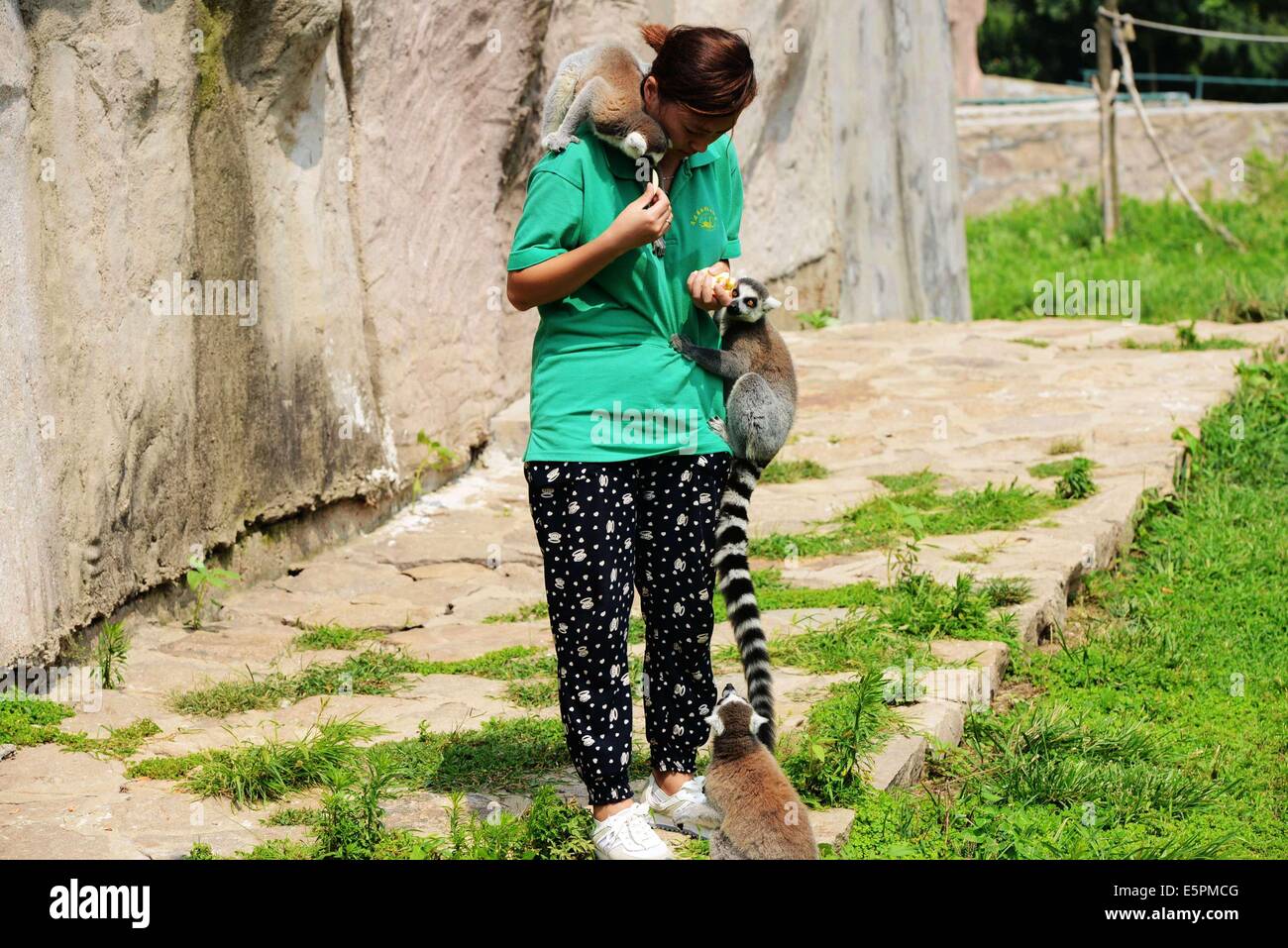 July 29, 2014 - QINGDAO CHINA -June 29:in the wild animal zoo of ...