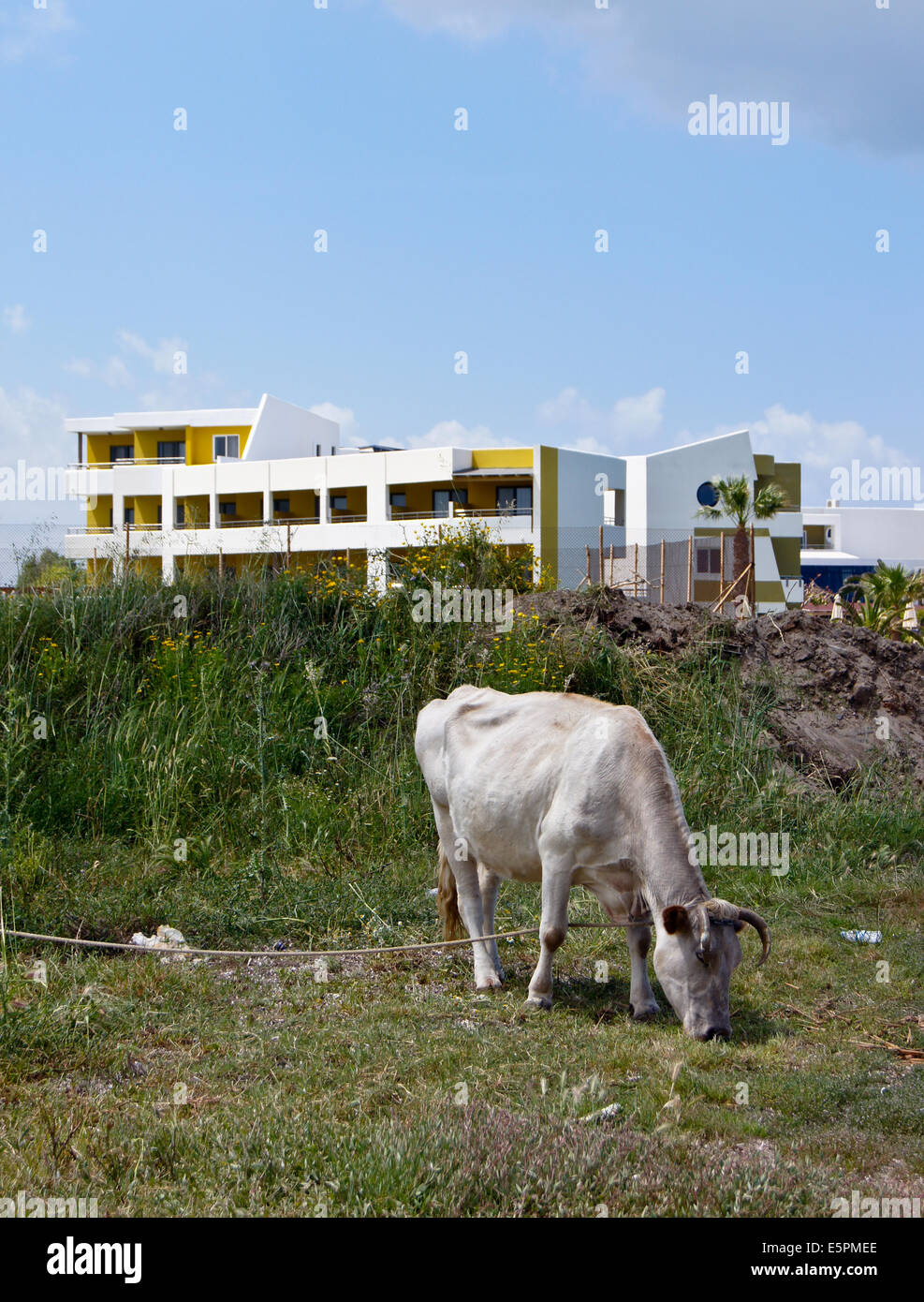 A cow in the grounds of a hotel, Kos, Greece Stock Photo - Alamy