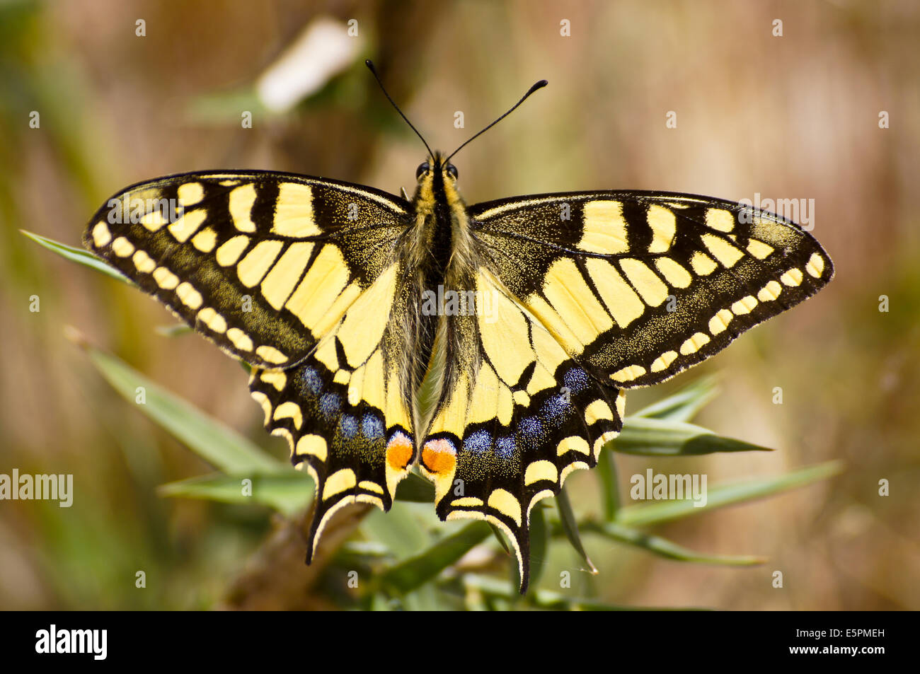Swallowtail butterfly, papilio machaon, Kos, Greece Stock Photo - Alamy