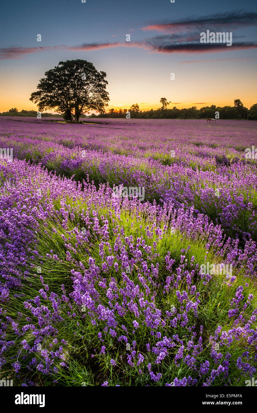 Surrey lavender farm hi-res stock photography and images - Alamy