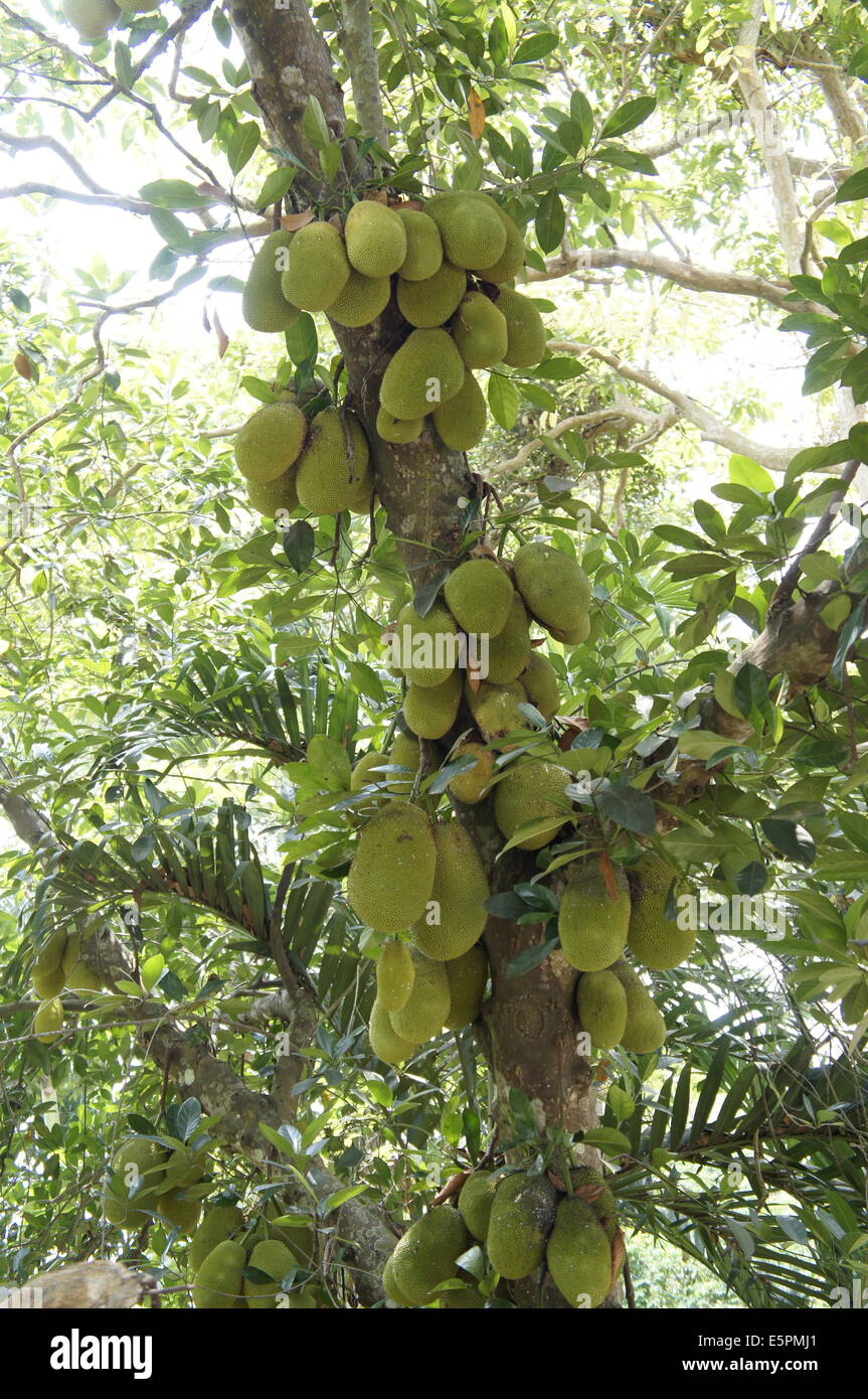 Jackfruit tree hi-res stock photography and images - Alamy