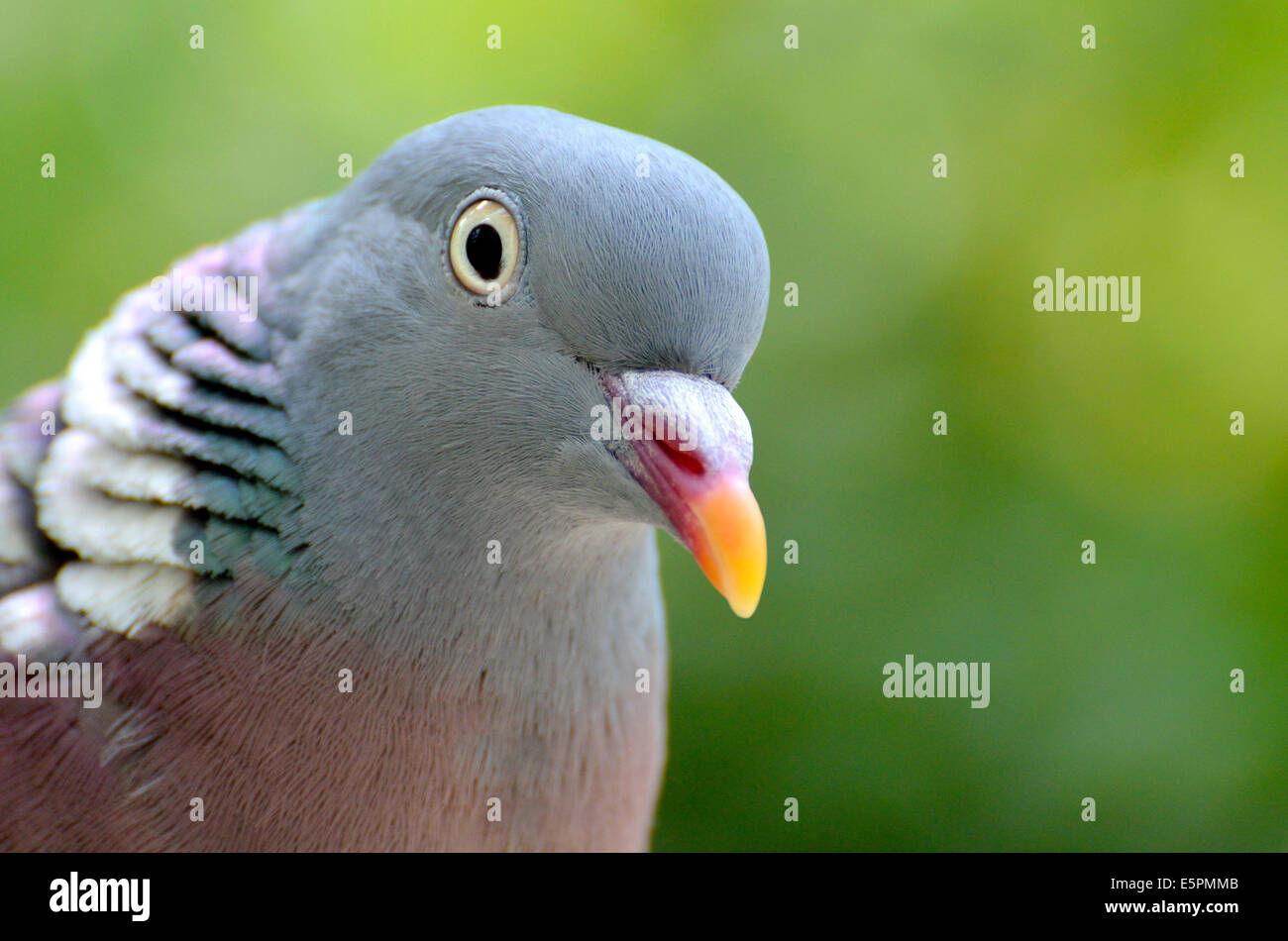 Pigeon head closeup hi-res stock photography and images - Alamy