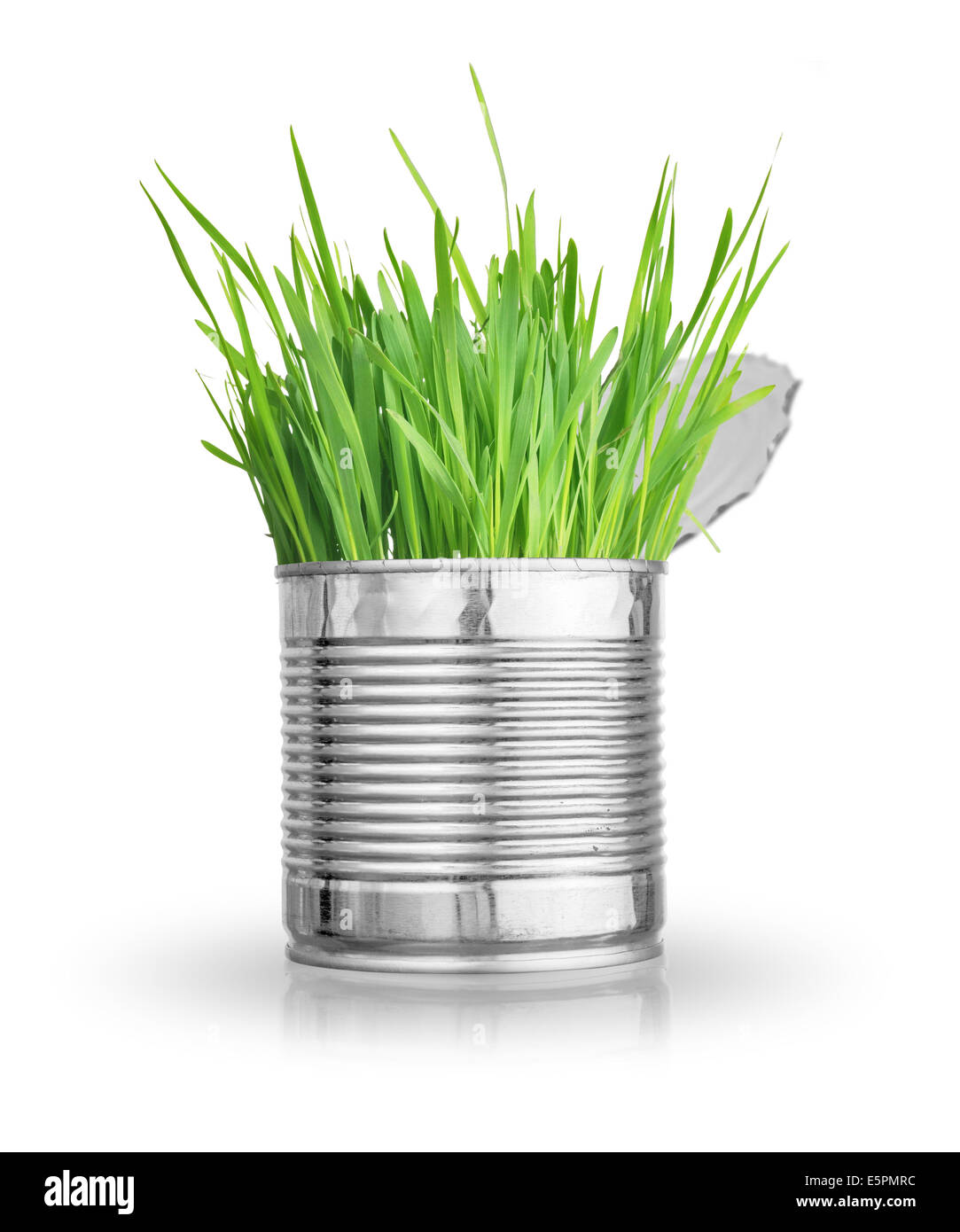 Fresh green sprout in Cut Out Stock Images & Pictures - Alamy