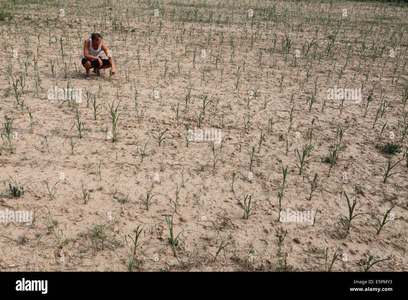 Lingbao. 4th Aug, 2014. Photo taken on Aug. 4, 2014 shows withered corn ...
