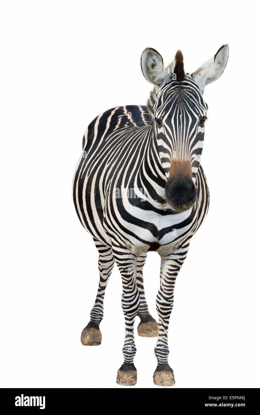 Zebra Front View