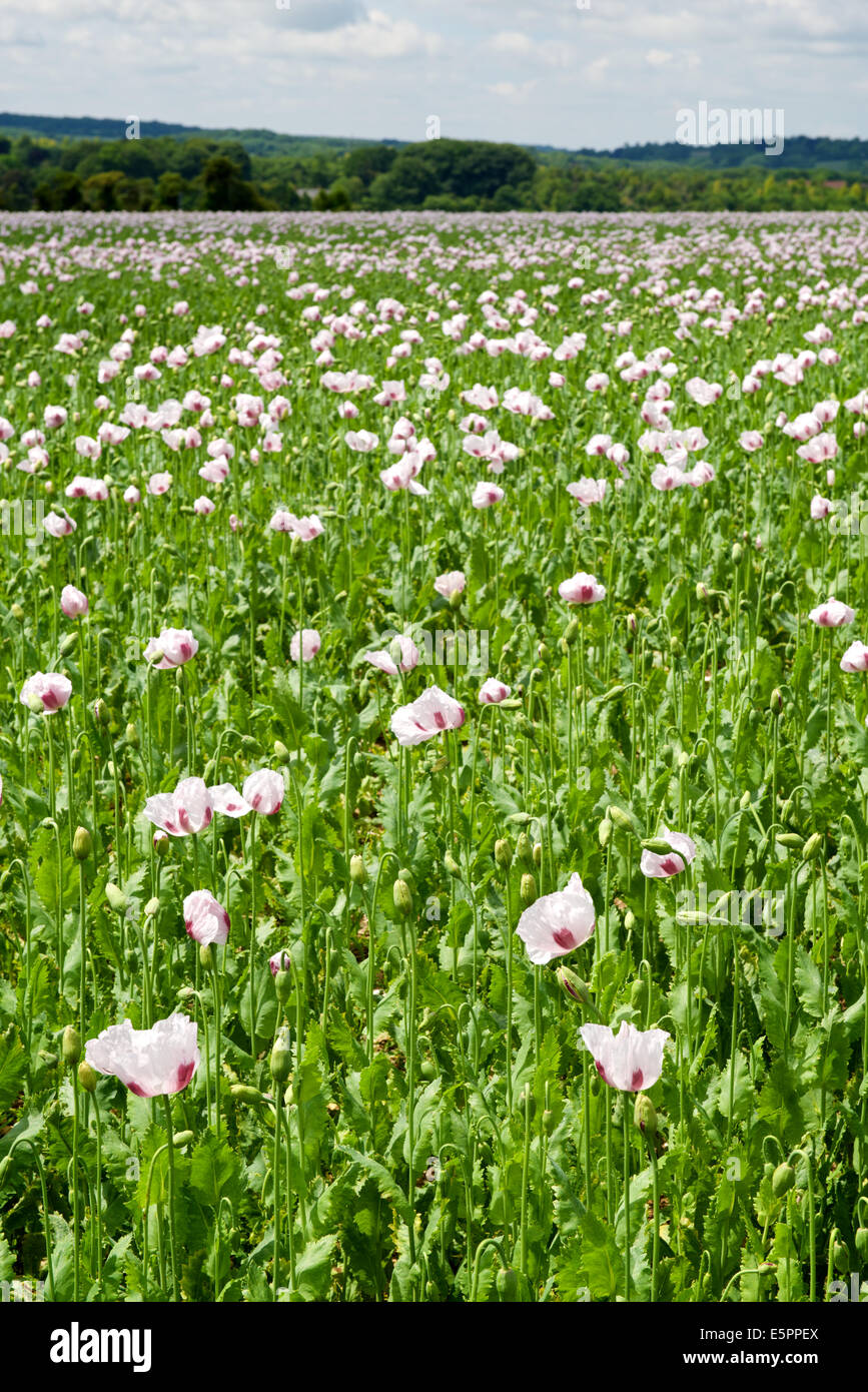 Pink poppy field in Wiltshire Stock Photo - Alamy
