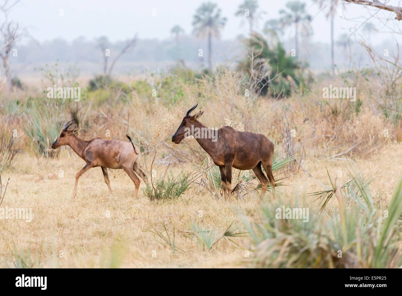 Two common tsessebe, Damaliscus lunatus, in scrubland in the Okavango ...